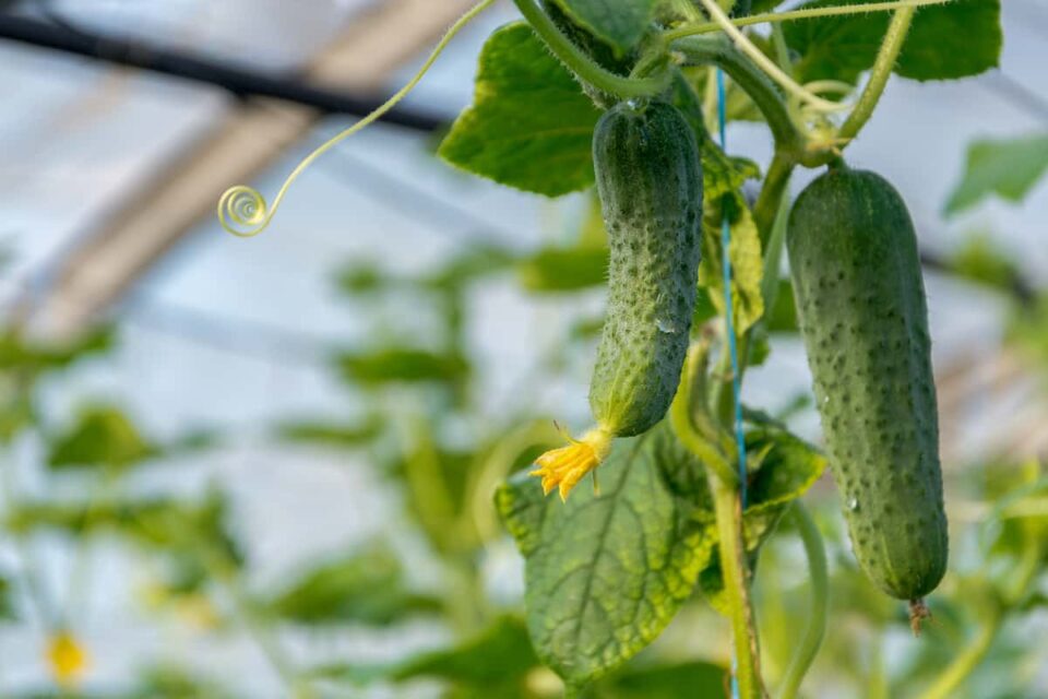 The Complete Guide to Growing Cucumbers - Minneopa Orchards