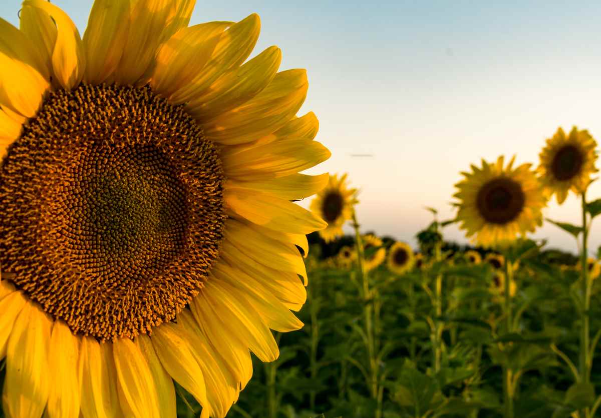 American Giant Hybrid Sunflower: Growing and Enjoying This Beautiful ...