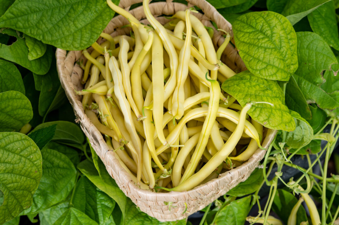 The Divine Golden Wax Beans - Minneopa Orchards