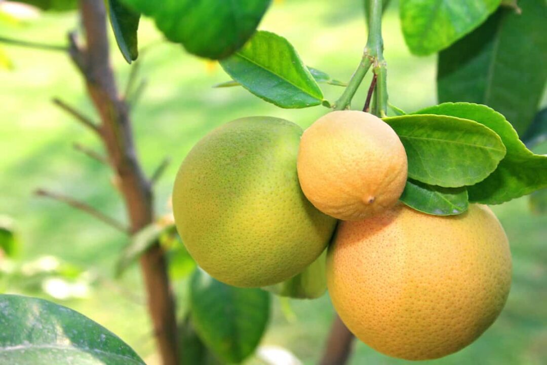 How to Plant a Grapefruit Tree - Minneopa Orchards