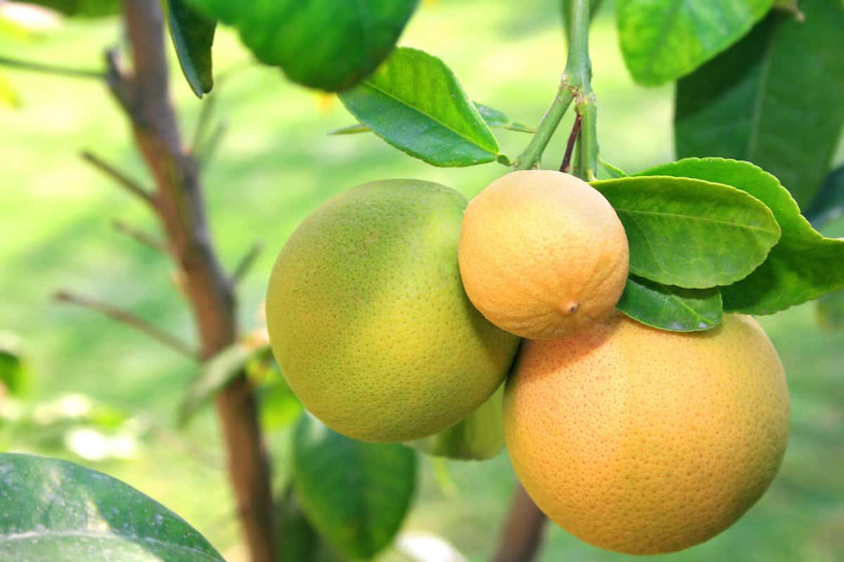 How to Plant a Grapefruit Tree - Minneopa Orchards