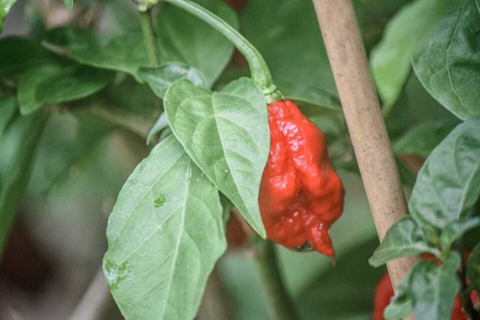 Carolina Reaper Peppers: How to Plant, Grow, and Enjoy the Hottest ...