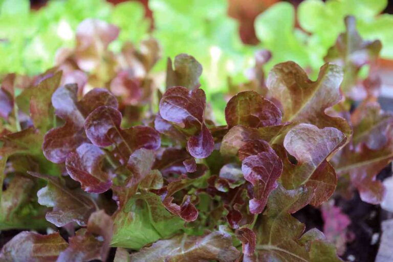 Red Sails Lettuce: How to Plant, Grow, and Eat This Wonderful Leafy Green - Minneopa Orchards