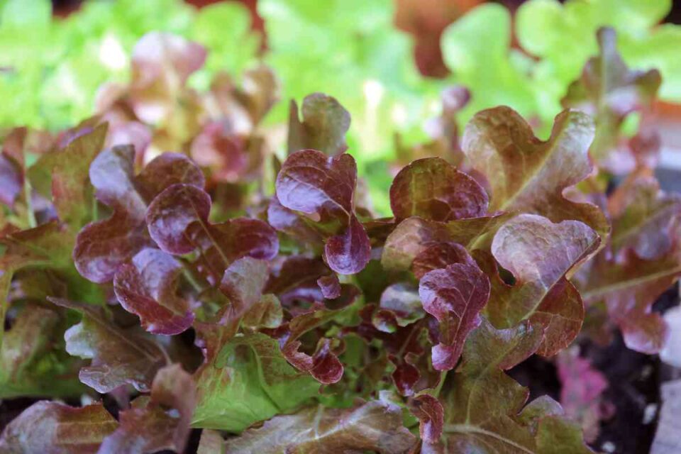 Red Sails Lettuce: How to Plant, Grow, and Eat This Wonderful Leafy ...