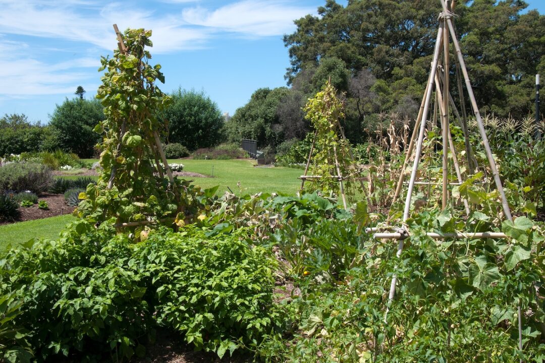 The Rich Mountaineer Half Runner Beans - Minneopa Orchards