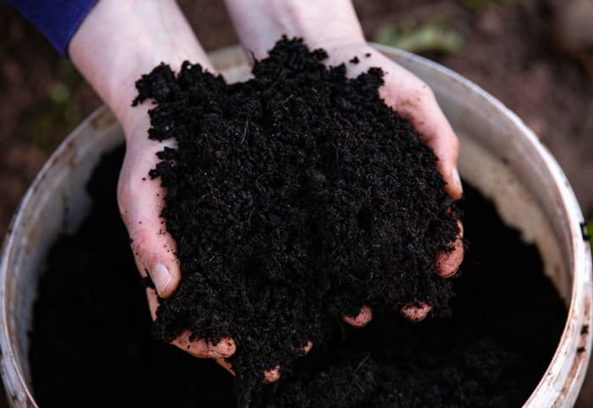 The Environmental Impacts of Peat Moss and 5 Better Options for Your ...