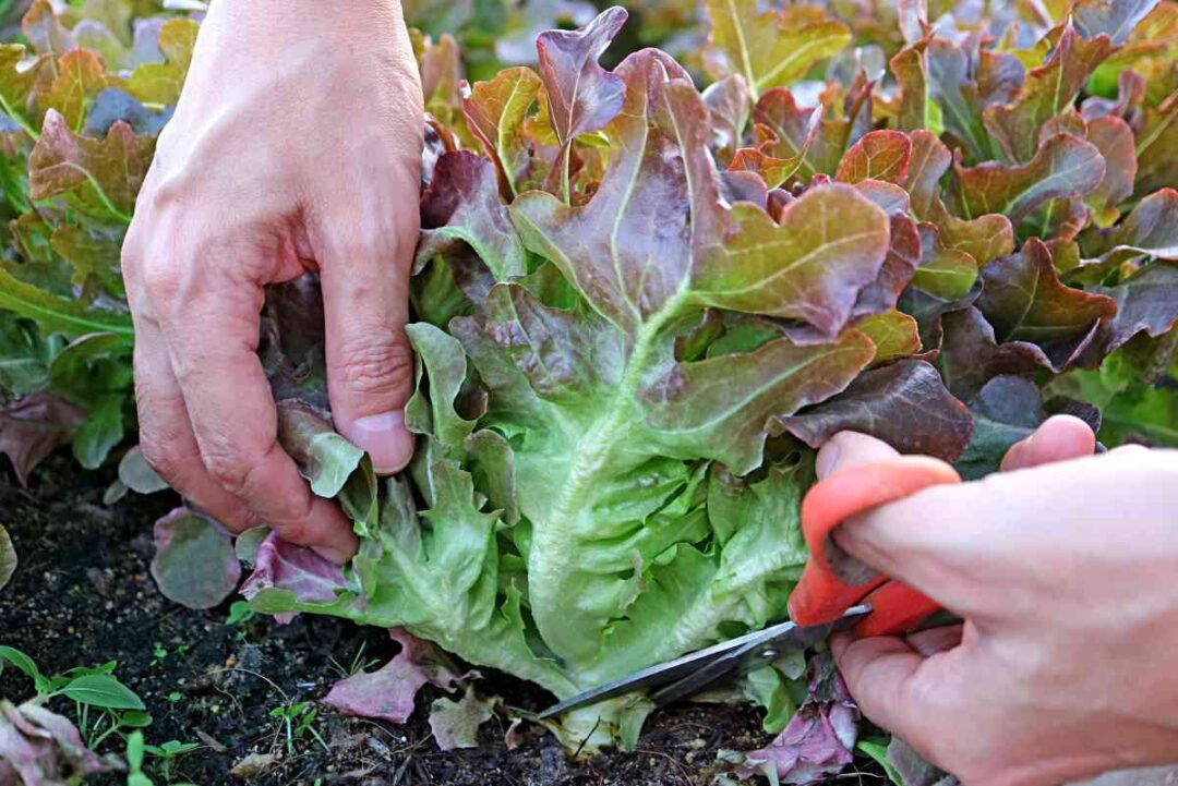 Red Sails Lettuce: How to Plant, Grow, and Eat This Wonderful Leafy ...
