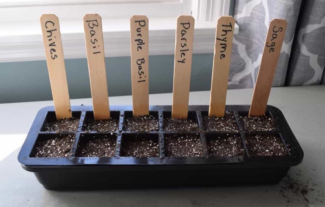 17 Seed Starting Tips to Get You Started Growing - Minneopa Orchards