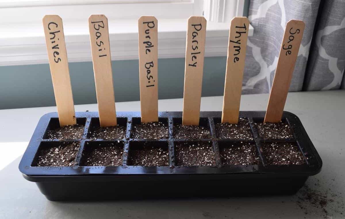 17 Seed Starting Tips to Get You Started Growing - Minneopa Orchards