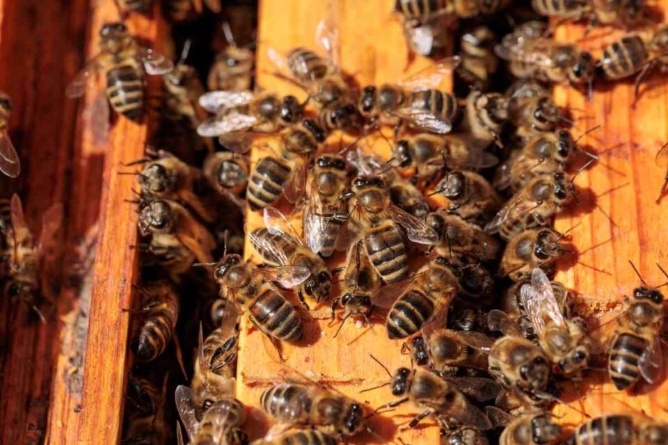 Buckfast Bees: The Ultimate Hybrids - Minneopa Orchards