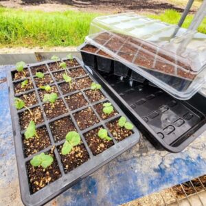 The 8 Best Seed Starting Trays for Indoor Gardeners - Minneopa Orchards