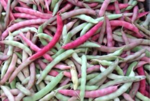 All About Pink Half Runner Beans - Minneopa Orchards