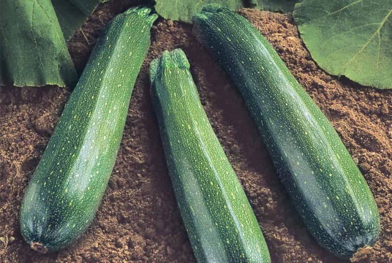 Zucchini vs. Cucumber: What's the Difference? - Minneopa Orchards
