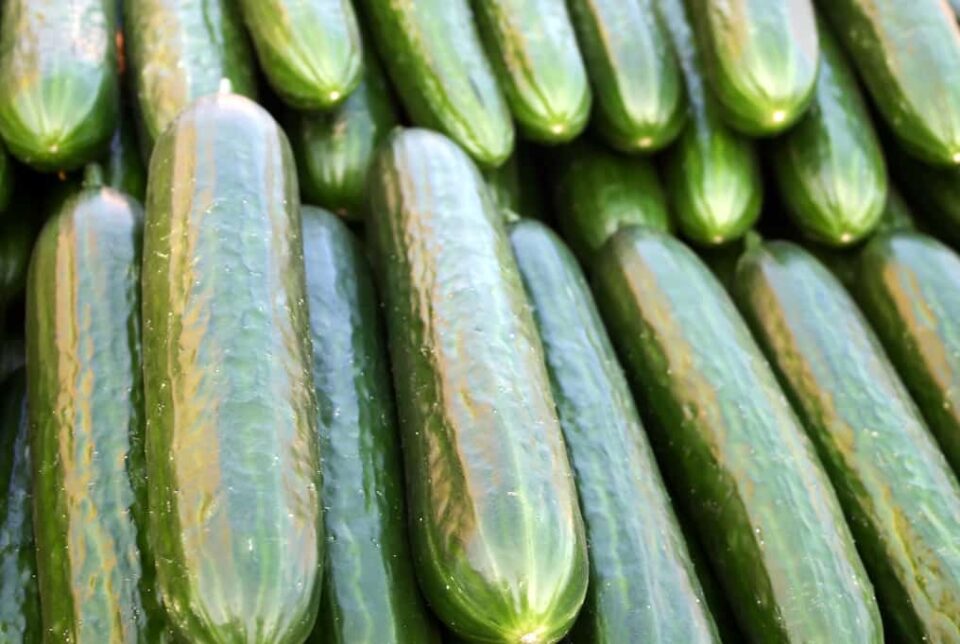 8 Kinds of Slicing Cucumbers to Try! - Minneopa Orchards