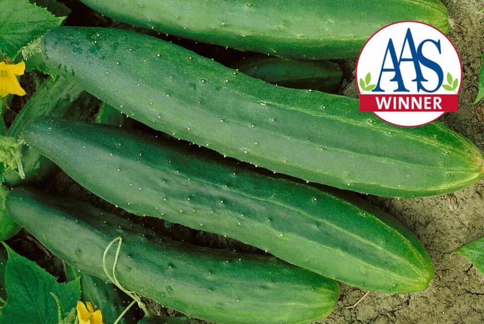 8 Kinds of Slicing Cucumbers to Try! - Minneopa Orchards