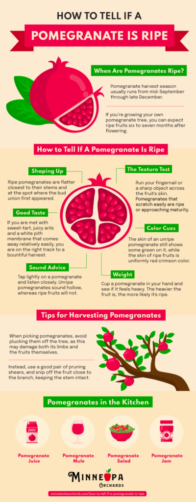 How to Tell if a Pomegranate is Ripe - Minneopa Orchards