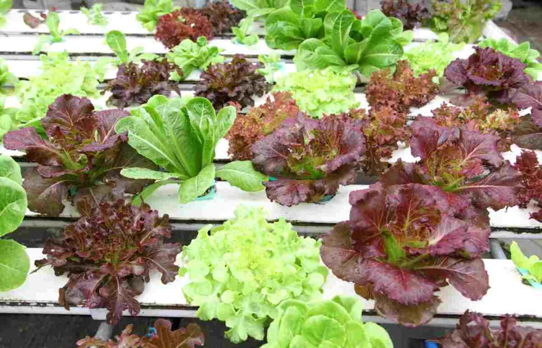 The Best Baby Leaf Lettuce Cultivation Guide - Minneopa Orchards