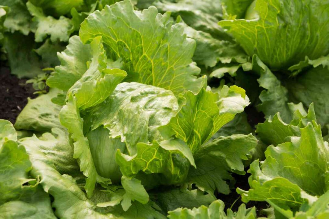 Igloo Lettuce: How to Plant, Grow, and Enjoy This Rare Leafy Green ...