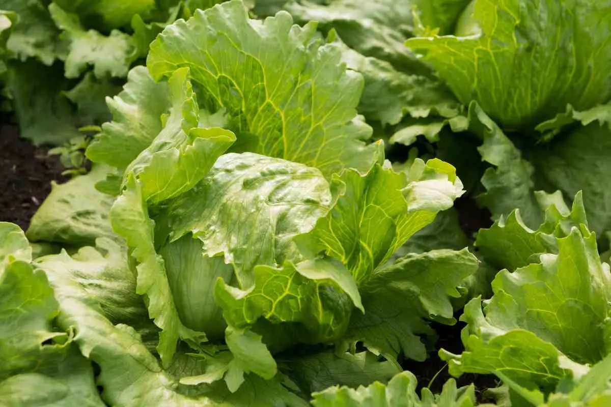 Lettuce - Minneopa Orchards