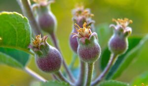 Signs of Spring: Understanding the Lifecycle of Apple Tree Blooms ...