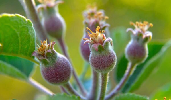 Signs of Spring: Understanding the Lifecycle of Apple Tree Blooms ...