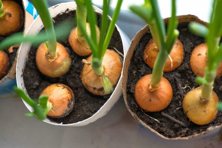 13 Indoor Vegetable Gardening Ideas - Minneopa Orchards