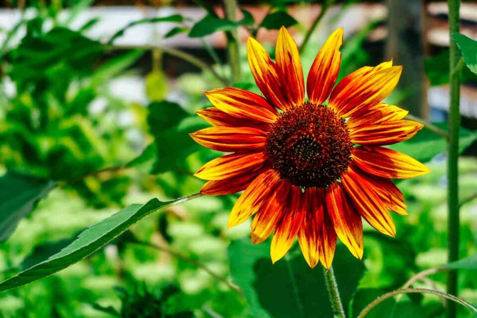 The Joker Sunflower: Planting and Growing This Gorgeous Bloom ...