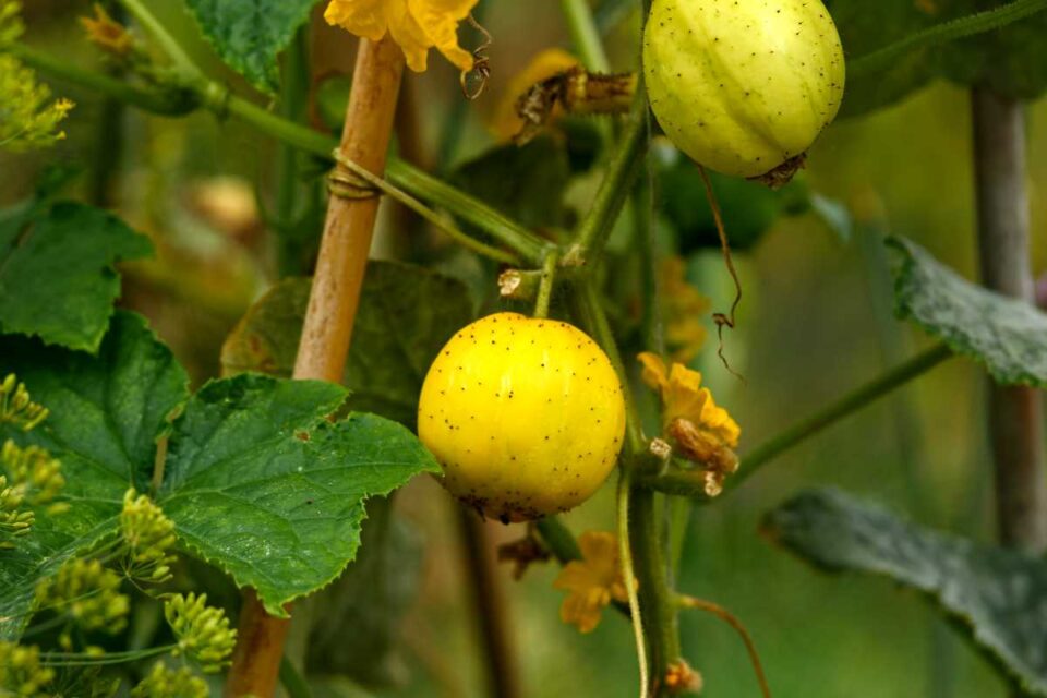 Lemon Cucumbers: How to Plant, Grow, and Enjoy These Weird-Looking Veggies - Minneopa Orchards