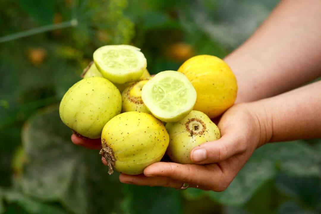 Lemon Cucumbers: How to Plant, Grow, and Enjoy These Weird-Looking ...