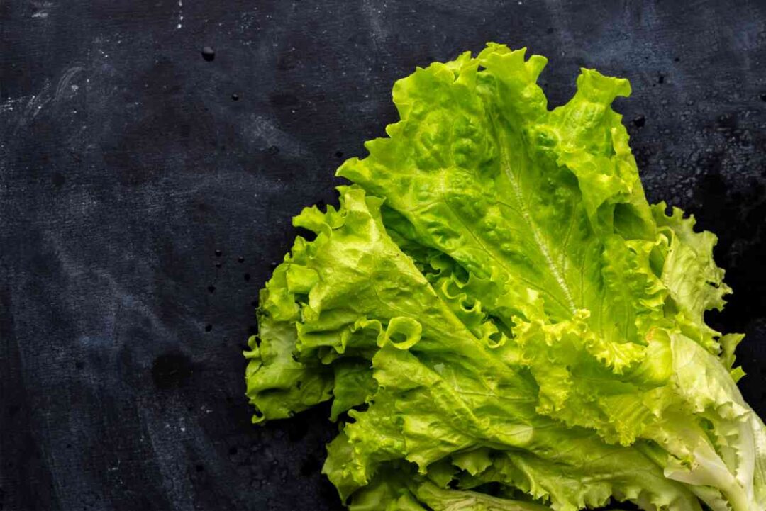 Cherokee Lettuce: How to Plant, Grow, and Enjoy This Delicious Leafy ...