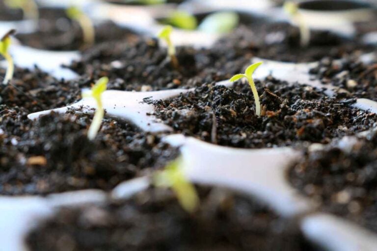 Bronze Mignonette Lettuce: How to Nurture and Enjoy This Butter Lettuce ...