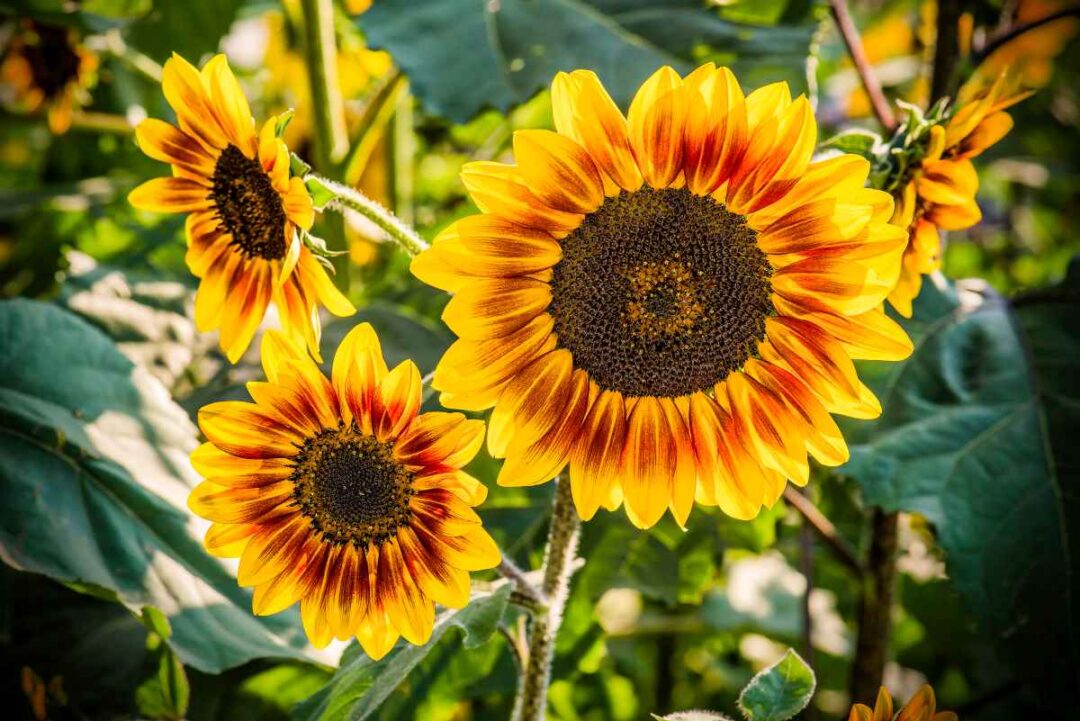 Little Becka Sunflower: How to Plant and Grow This Beautiful Ray of ...