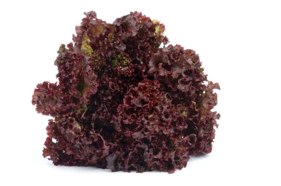 Lollo Rosso Lettuce: How to Plant, Grow, and Enjoy This Purple Leafy ...
