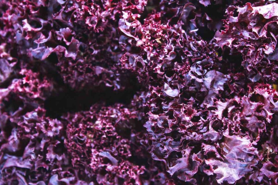 Lollo Rosso Lettuce: How to Plant, Grow, and Enjoy This Purple Leafy ...