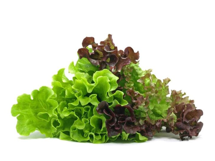 Lollo Rosso Lettuce: How to Plant, Grow, and Enjoy This Purple Leafy ...