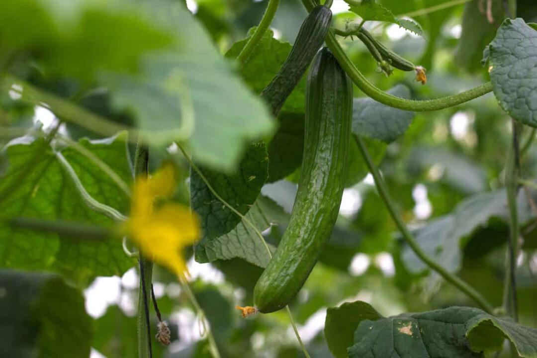 All About Japanese Climbing Cucumbers - Minneopa Orchards