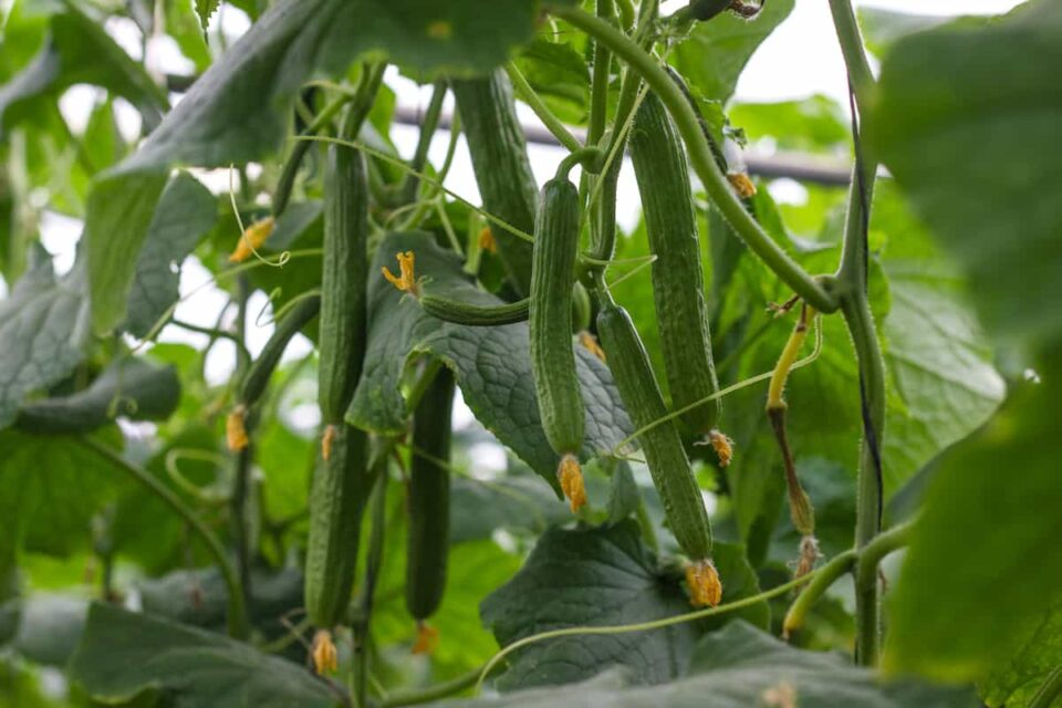 The 6 Best Cucumber Seeds for Backyard Planting - Minneopa Orchards