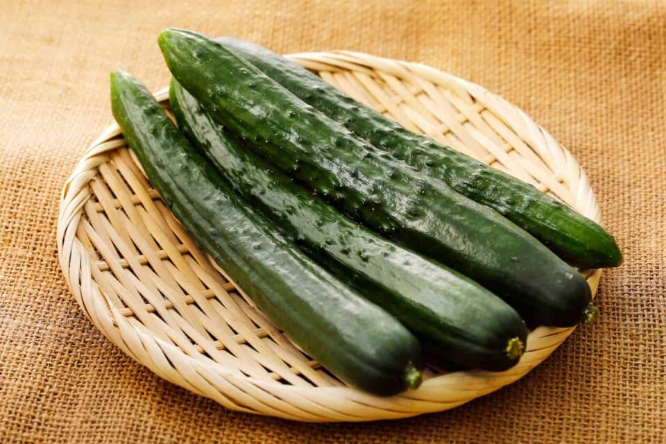 All About Japanese Climbing Cucumbers - Minneopa Orchards