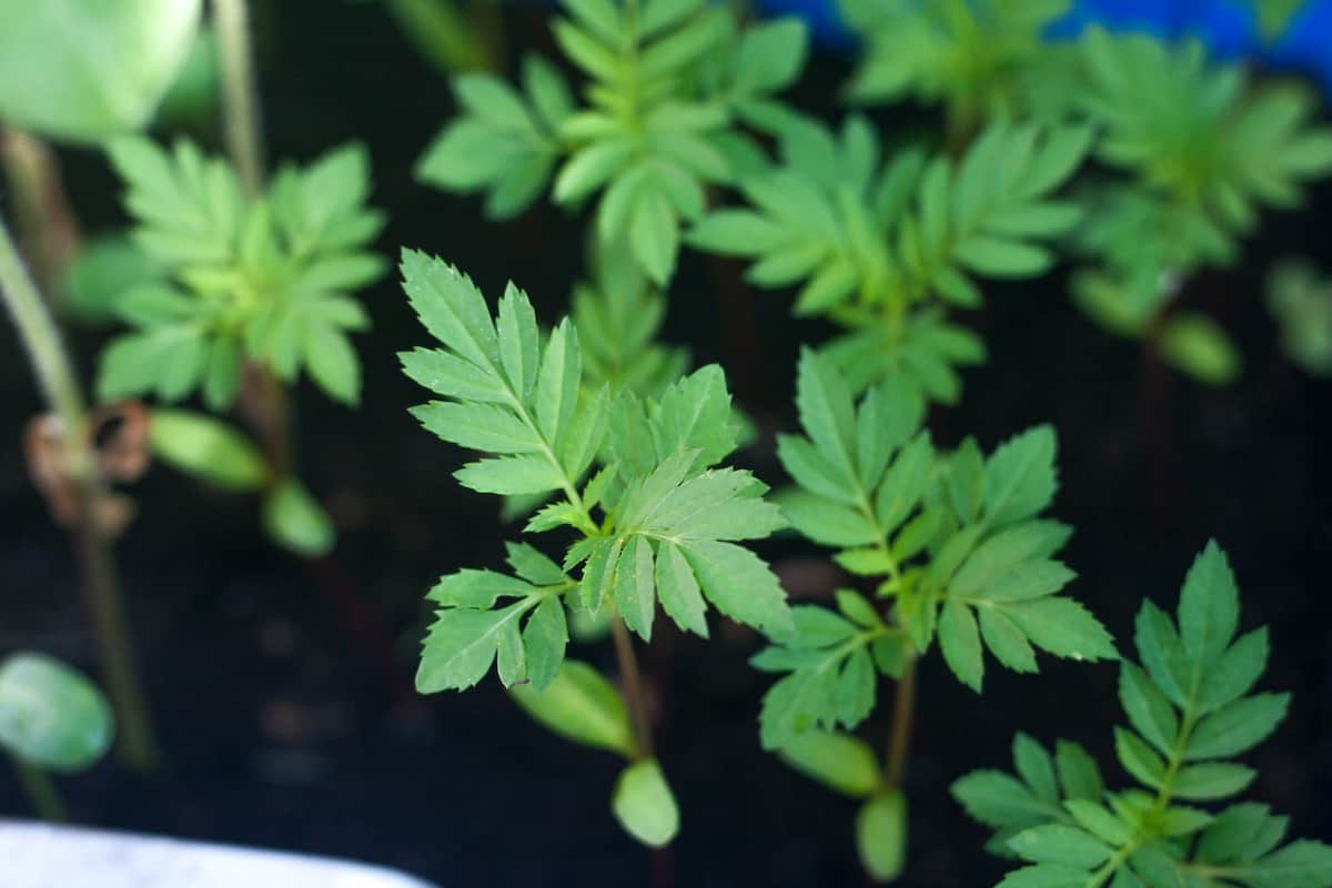 How to Plant Marigold - Minneopa Orchards