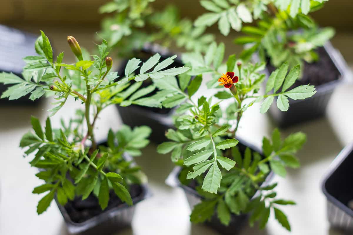 How to Plant Marigold - Minneopa Orchards