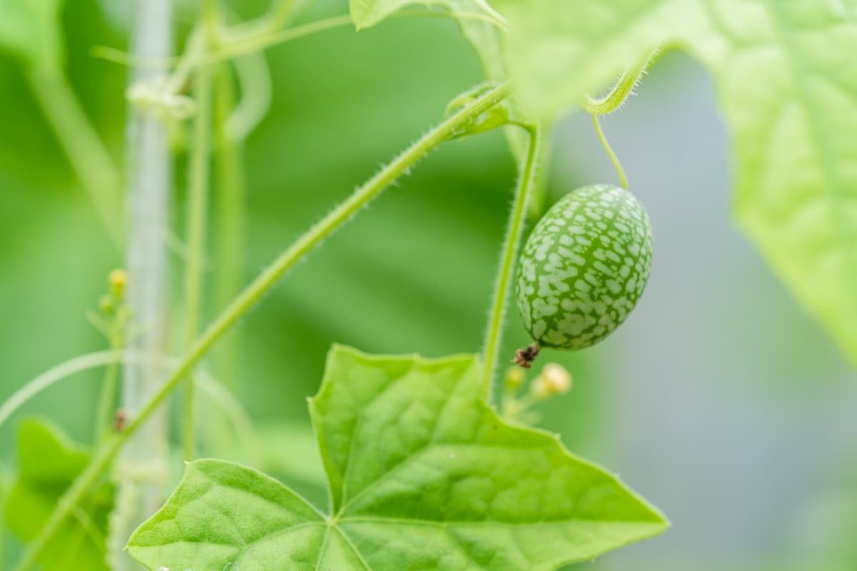 Mexican Sour Cucumbers - Minneopa Orchards
