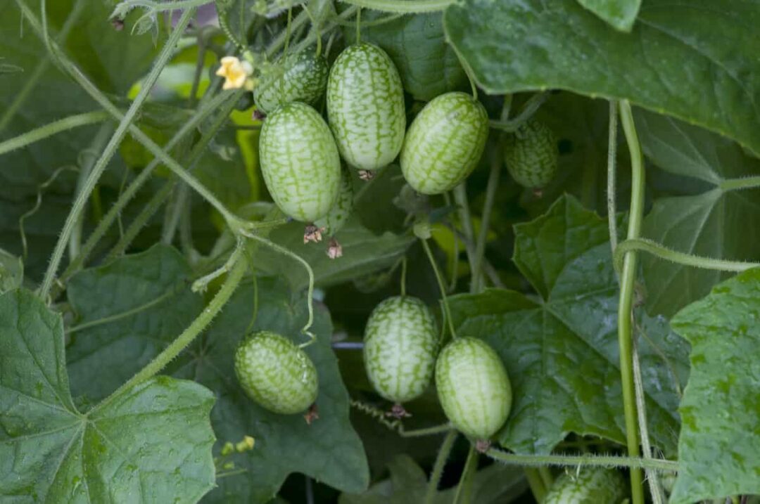 Mexican Sour Cucumbers - Minneopa Orchards