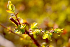 How to Choose the Best Apple Rootstock for Your Tree - Minneopa Orchards