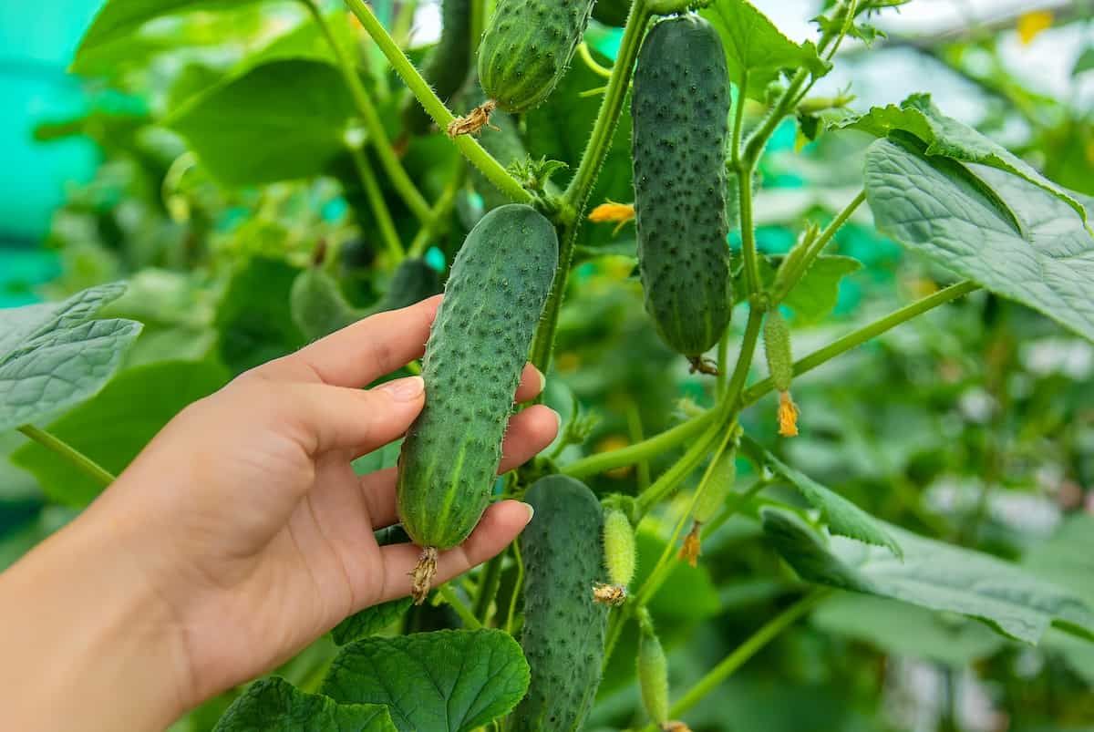 The 6 Best Cucumber Seeds for Backyard Planting - Minneopa Orchards