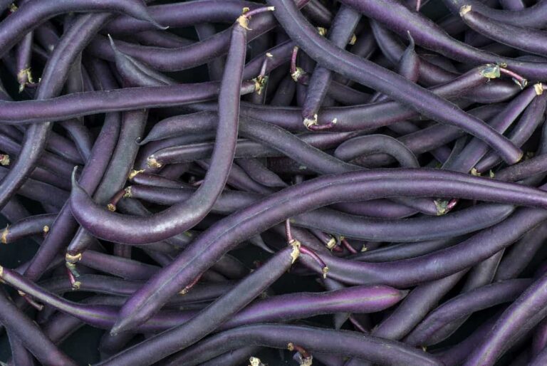 All About Royal Burgundy Beans - Minneopa Orchards