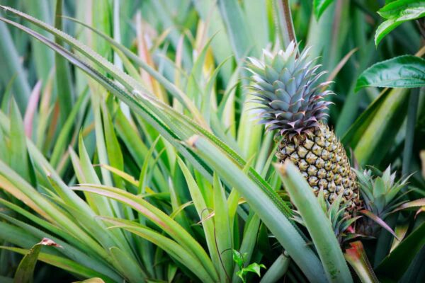 Propagating Pineapple: A Sweet Guide for Tropical Fruits - Minneopa ...
