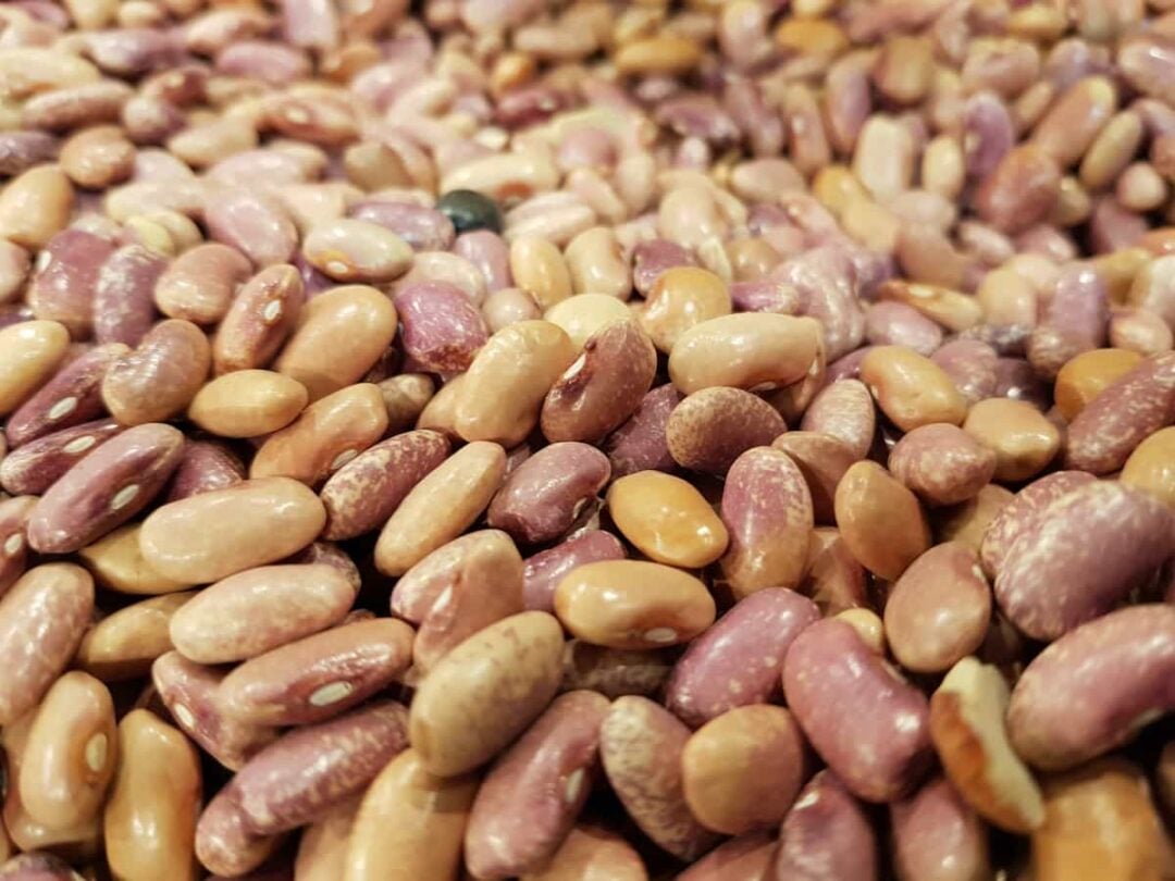 All About Pink Half Runner Beans - Minneopa Orchards