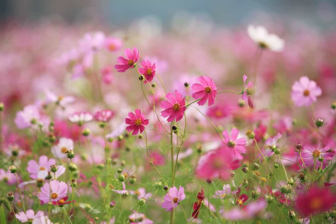 How to Plant Cosmos - Minneopa Orchards