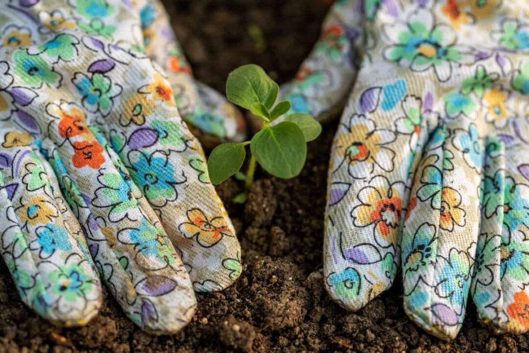 How to Plant Snapdragons - Minneopa Orchards