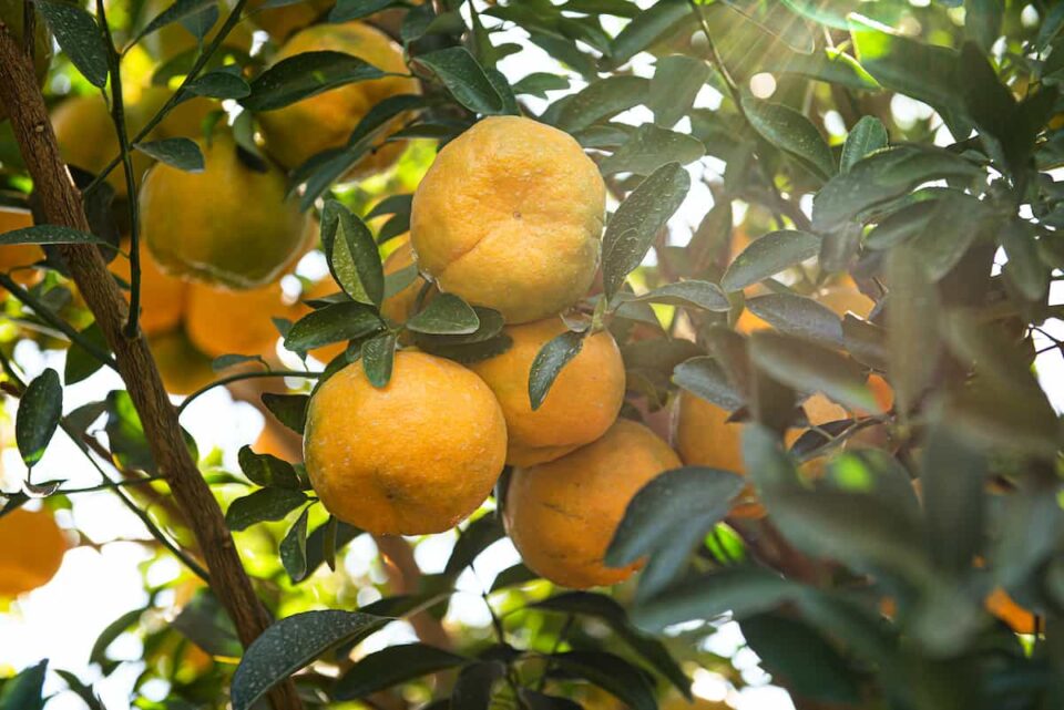 The Ponkan Tangerine Tree - Minneopa Orchards